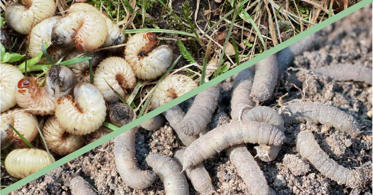 Engerlinge und Schnakenlarven bekämpfen – NematodenOnline.de