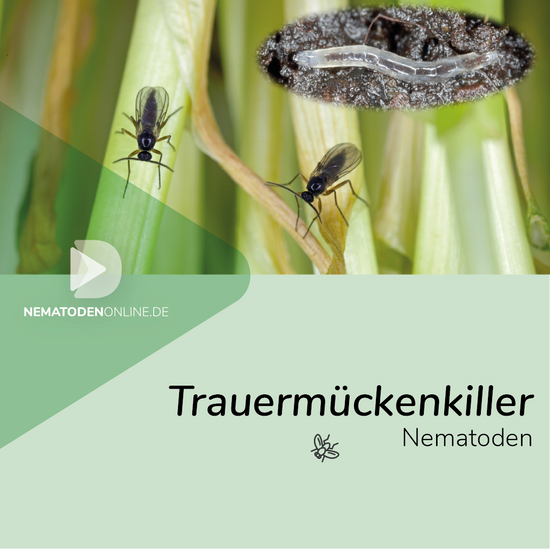 Was Tun Gegen Trauermucken